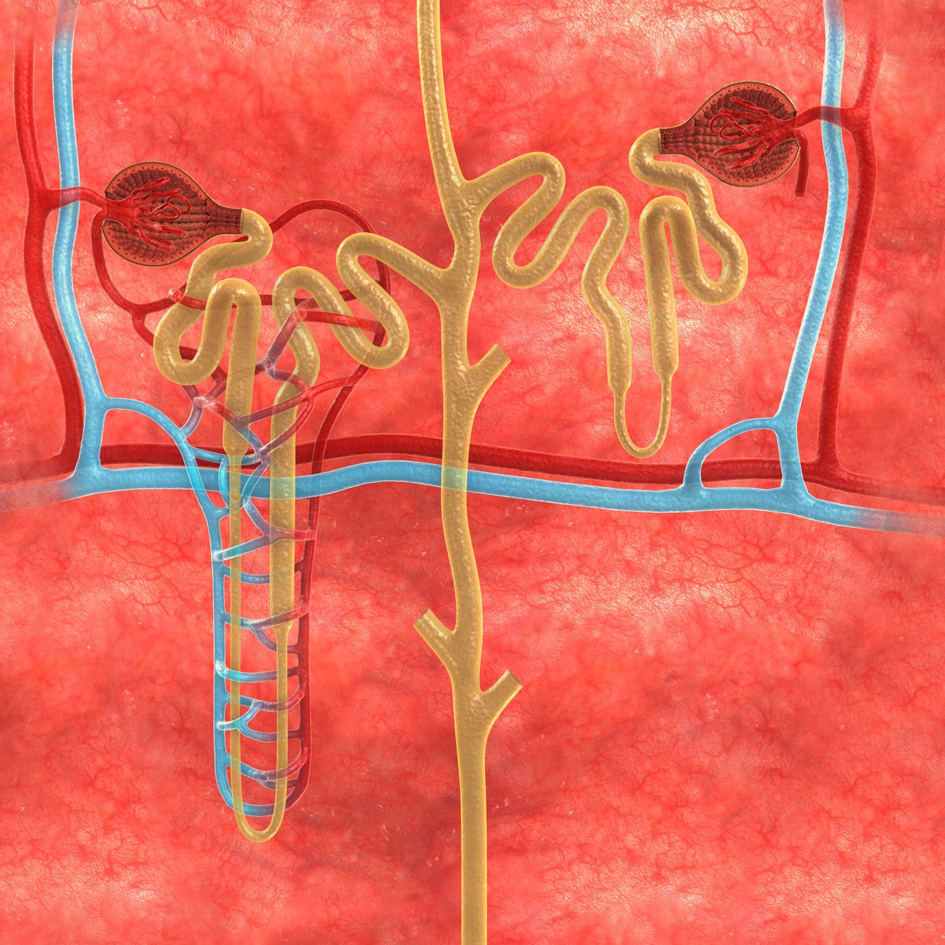 Structure and function of the kidneys